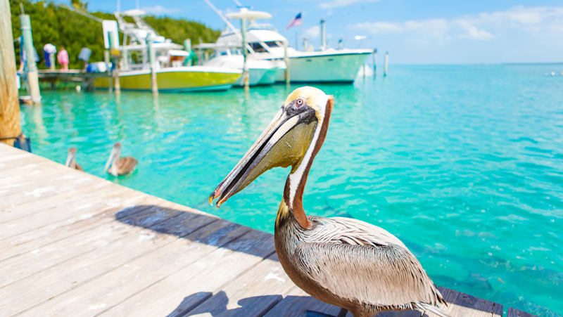 Florida Vacations Packages | Deals on Florida All Inclusive ...